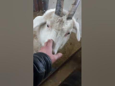 кормушка для коз, из подручных материалов - YouTube