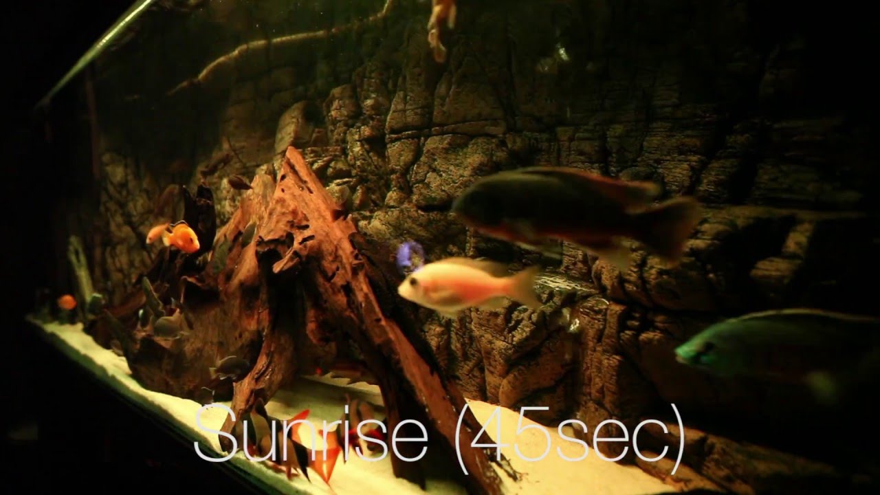 DIY sunrise system in aquarium using arduino - YouTube