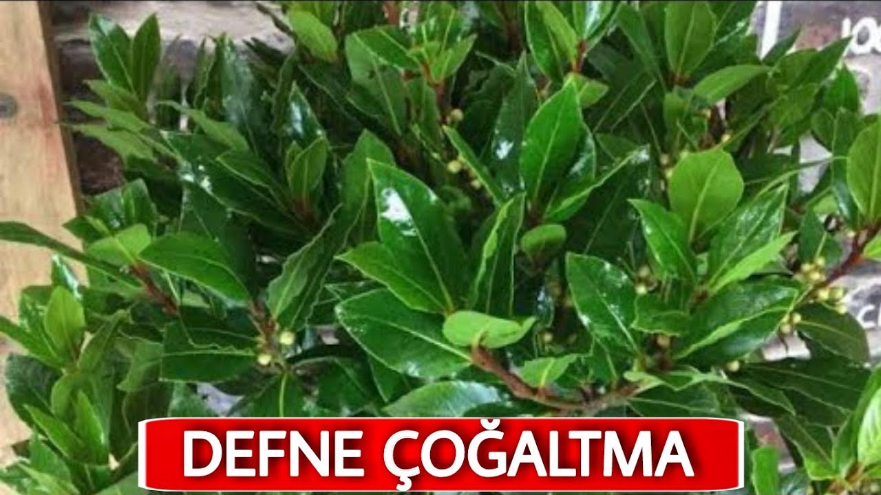 Defne Ağacı Nasıl Çoğaltılır - YouTube