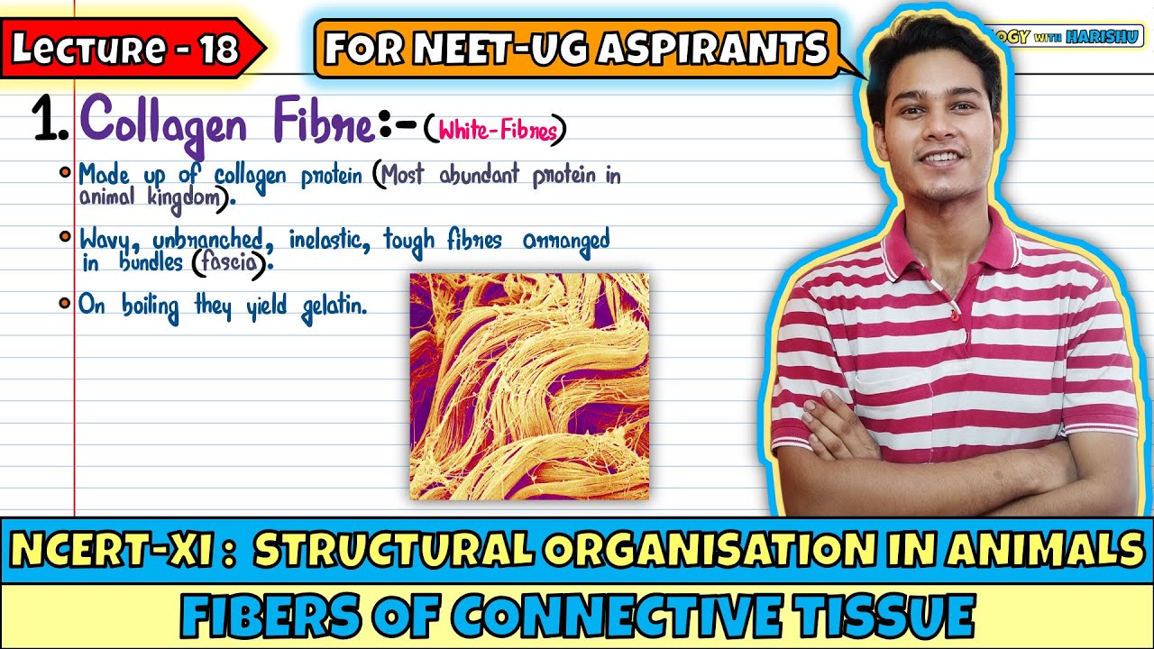 Lec 18- Fibers of Connective Tissue| Structural Organisation in Animals ...