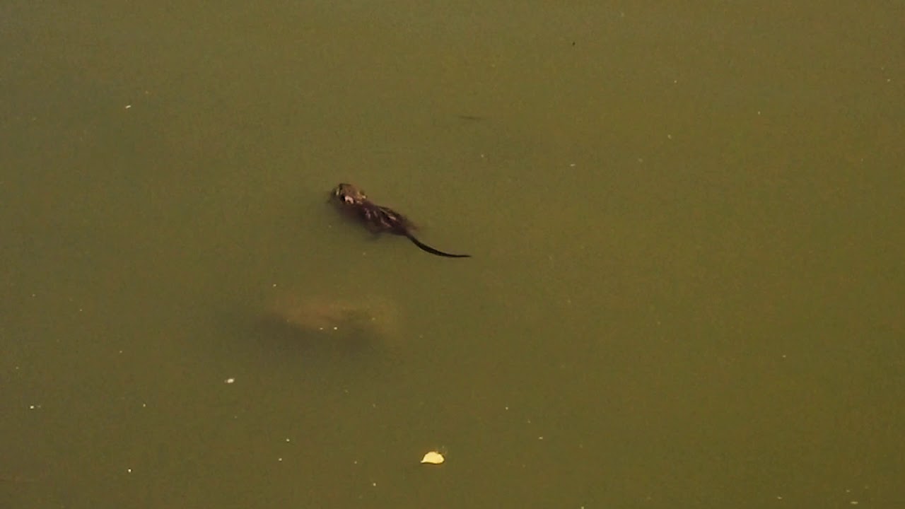 hinsdale pond rat - YouTube