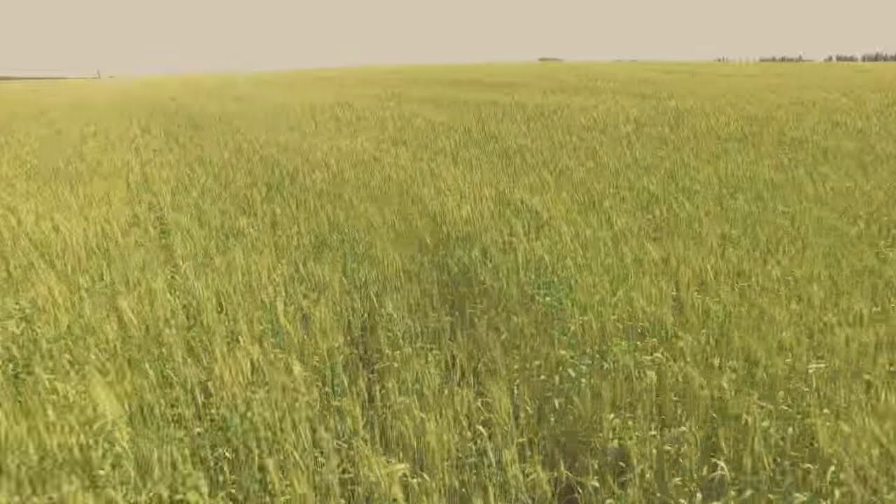 2017 SPRING WHEAT RUSSIA - YouTube