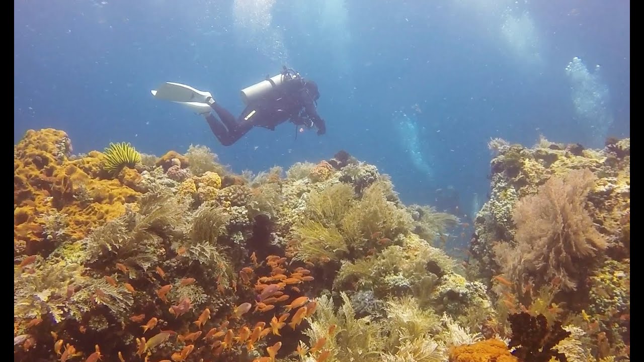 필리핀 아닐라오 스쿠버 다이빙 | Anilao Scuba Diving - YouTube