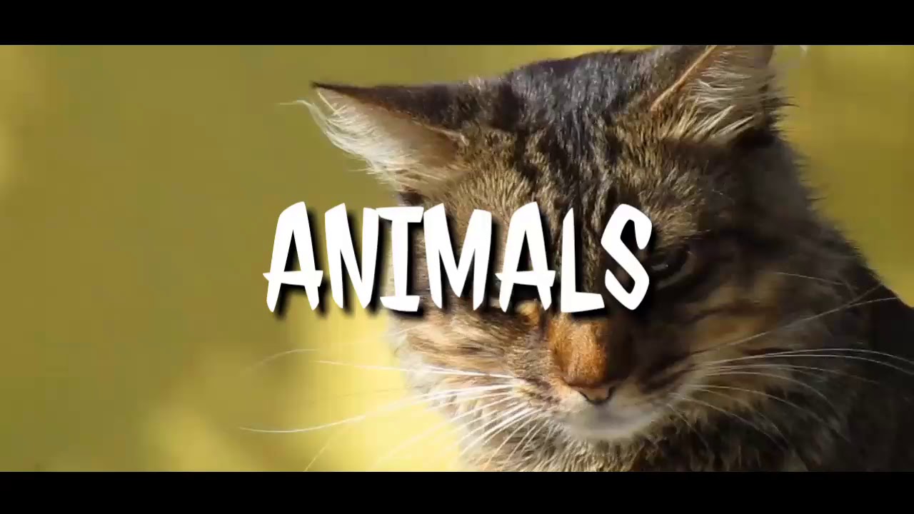 ANIMALS (cinematic video) - YouTube
