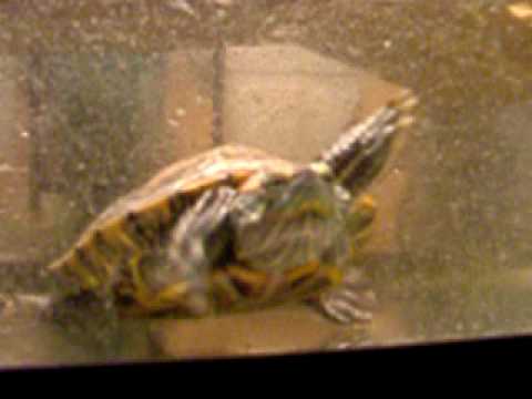 Turtle Head tapping - YouTube