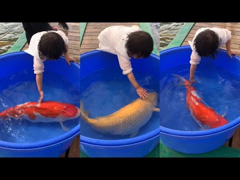 Super Jumbo Koi 100cm- Beauty Jumbo Koi