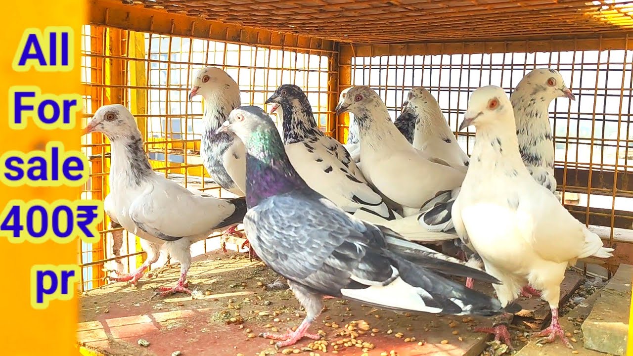 पंजाबी मद्रासी कबूतर 400₹ | Kabootar selling | Kabootar sale Punjabi ...