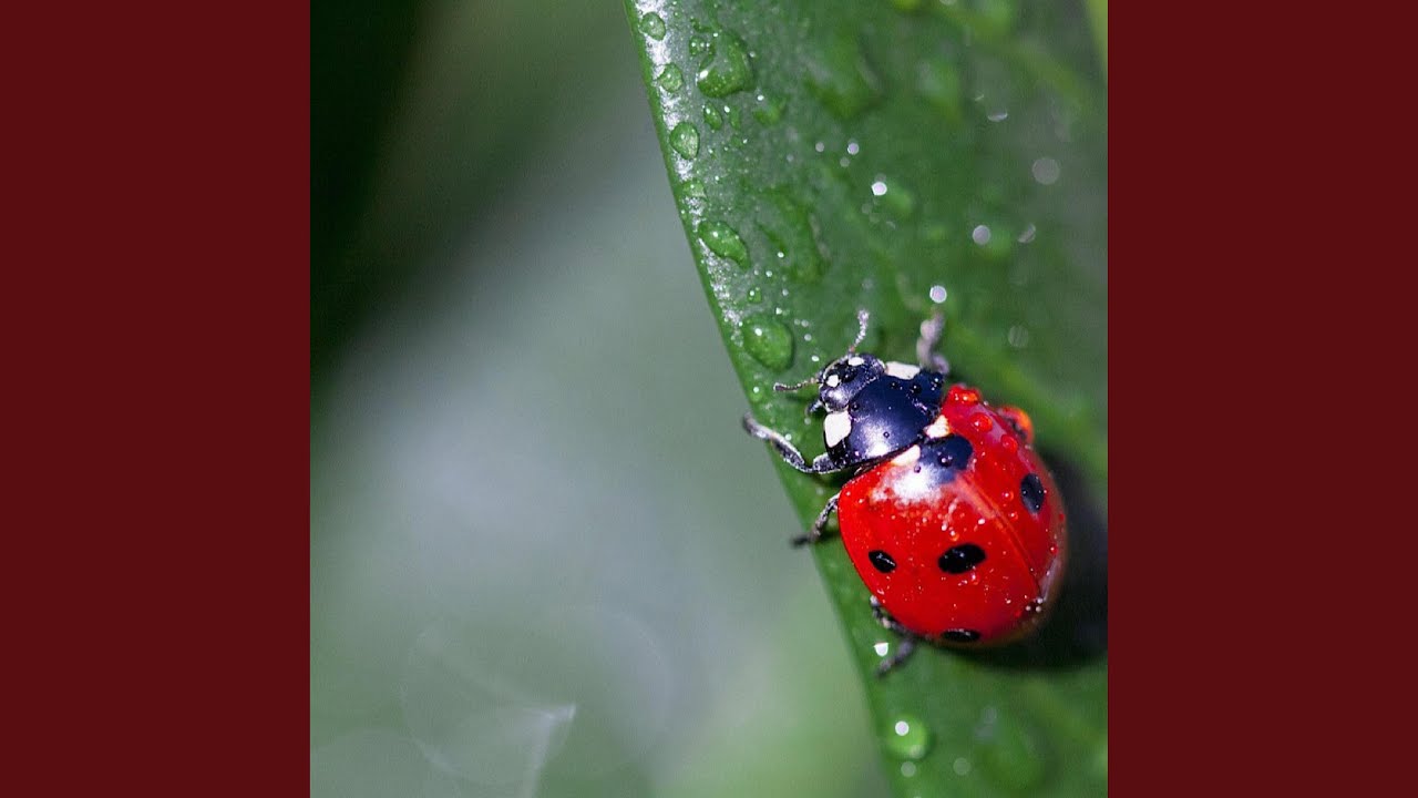 LADYBUG (Demo) - YouTube