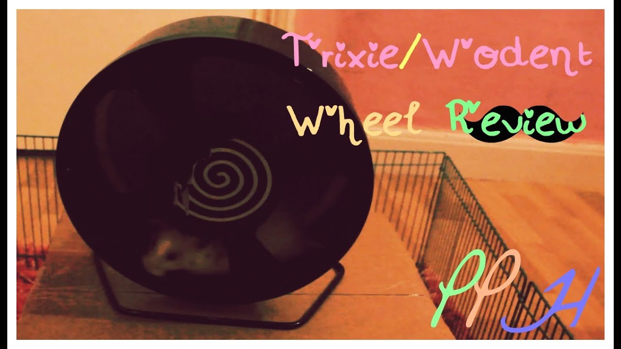 Trixie/Wodent Wheel Review - YouTube