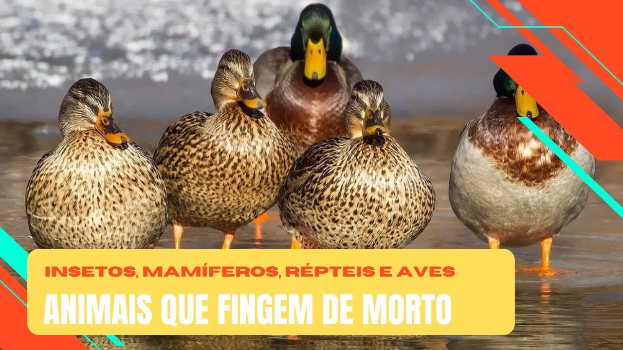 QUAIS OS ANIMAIS QUE FINGEM DE MORTO ? ( PART. 2 ) - YouTube