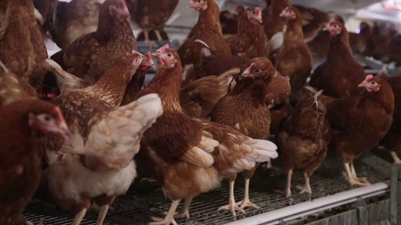 Freedom Food approves first UK Aviary System at Potters Poultry - YouTube