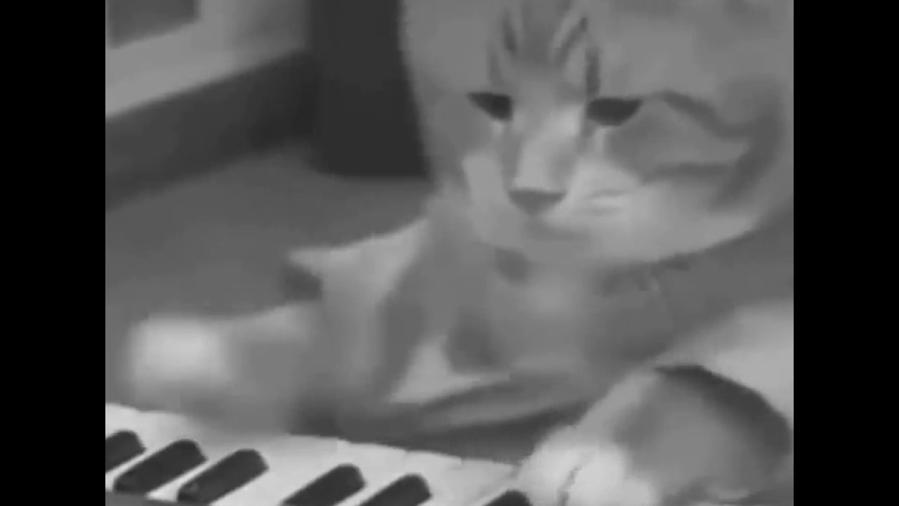 Gato tocando el piano | ft. Snoop dog - YouTube
