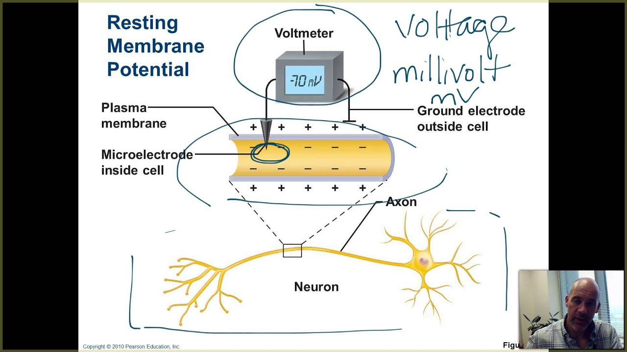 BIO 201 - CH 9 PHYS - LEC 6 - MEMBRANE POLARIZATION - YouTube