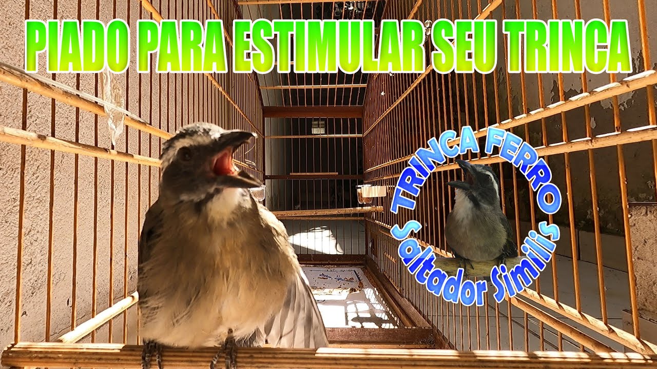 PIADO PARA ESQUENTAR TRINCA FERRO - YouTube