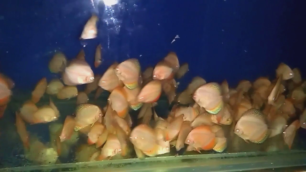 Some More! Super Red & Red Map Discus Fish 2" - YouTube