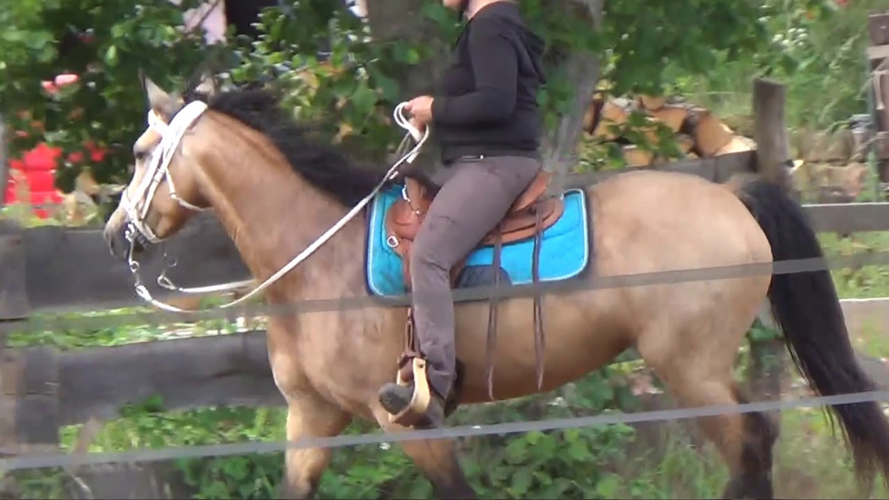 Gold´s Rowdy Hellcat Single Footing Horse Speed Racking Horse - YouTube