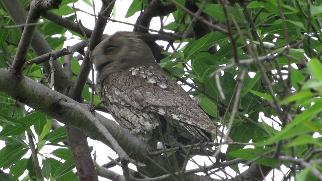 Cyprus Scops Owl. ( Otus Cyprius ) θουπί - Endemic to Cyprus - YouTube
