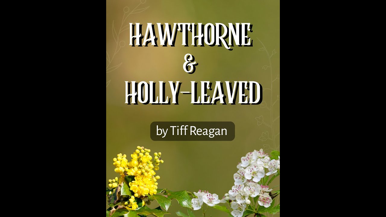 Hawthorne and Holly-leaved - an original poem by Tiff Reagan - YouTube