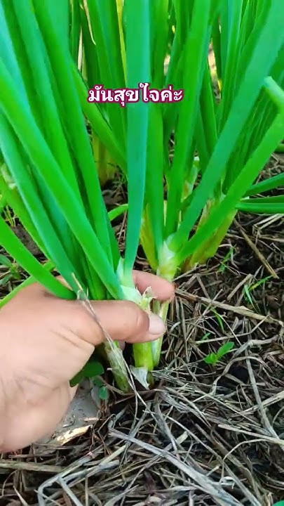 ปลูกต้นหอมไว้กินไว้ขาย เกษตรพอเพียง ปลูกผักกินเอง Garden คนชอบปลูก