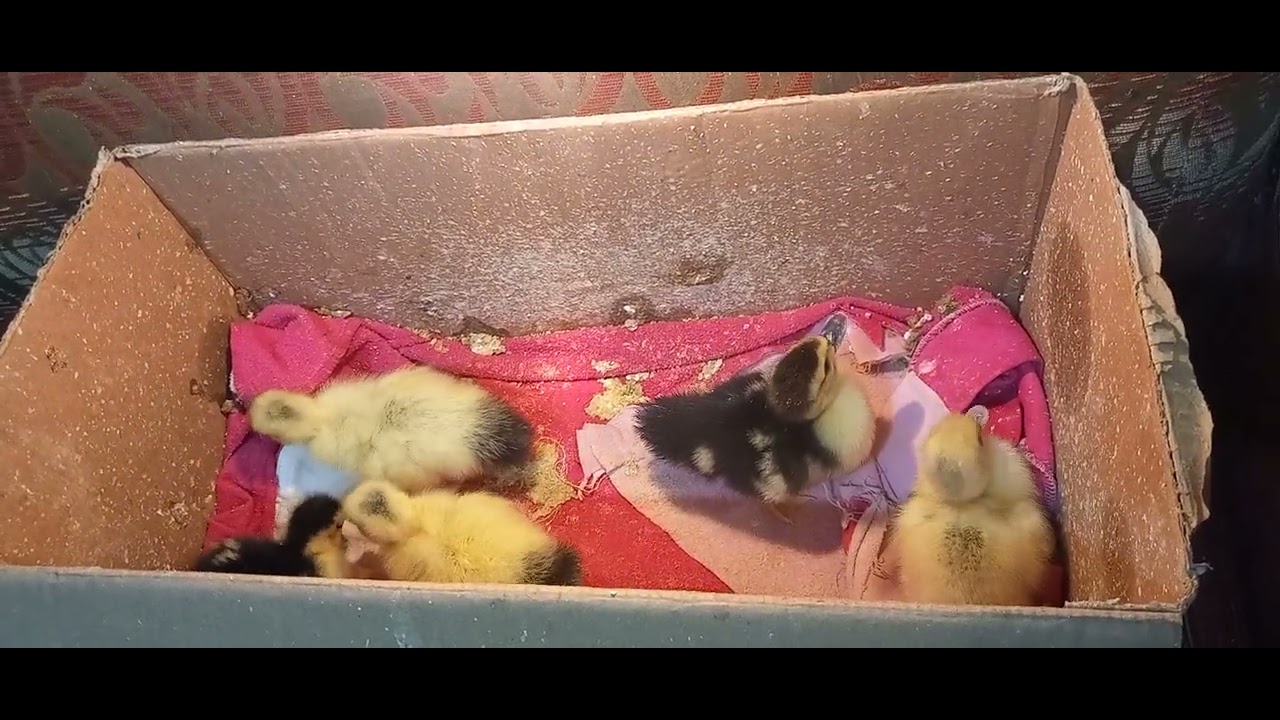 funny ducks - YouTube