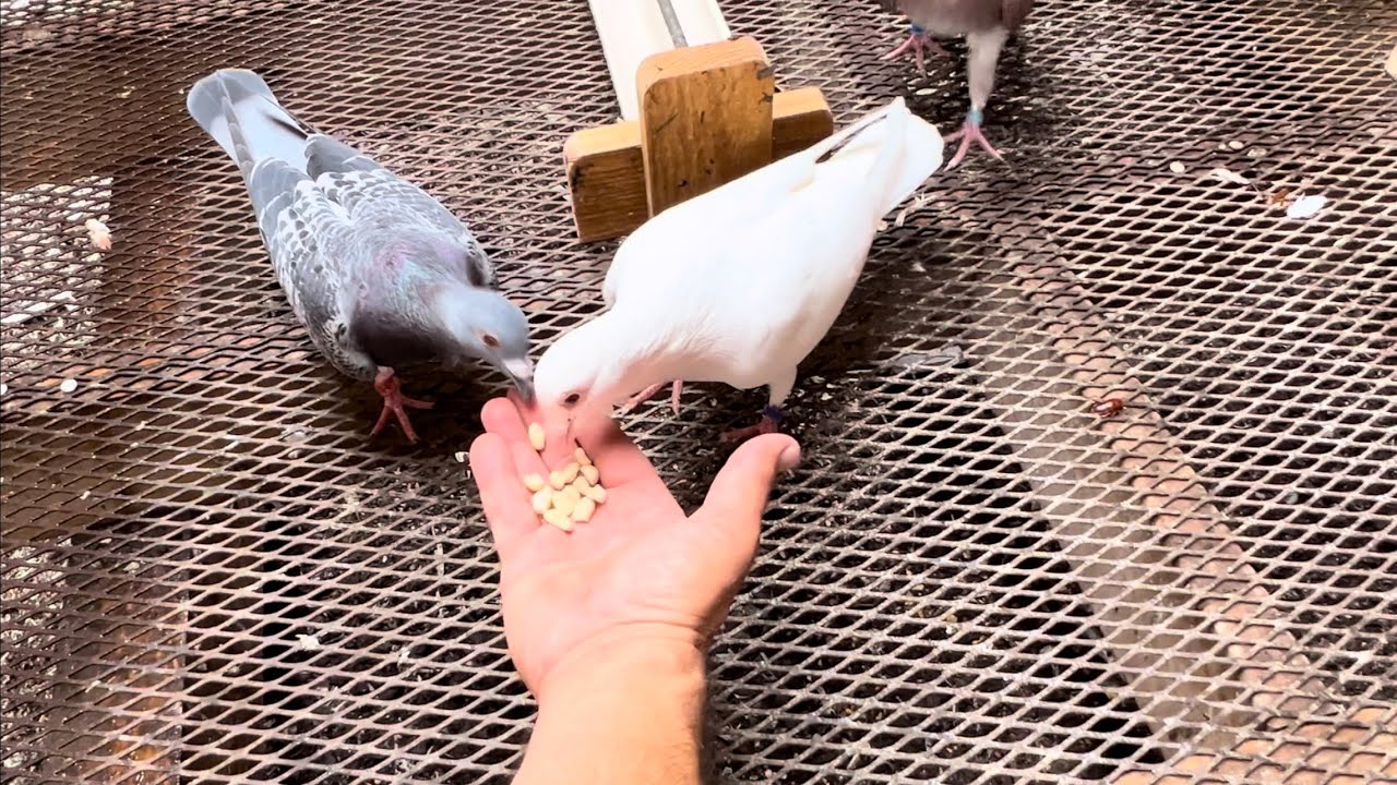 Pigeon stock loft upgrades, Pigeon perch changes and Pigeon loft ...