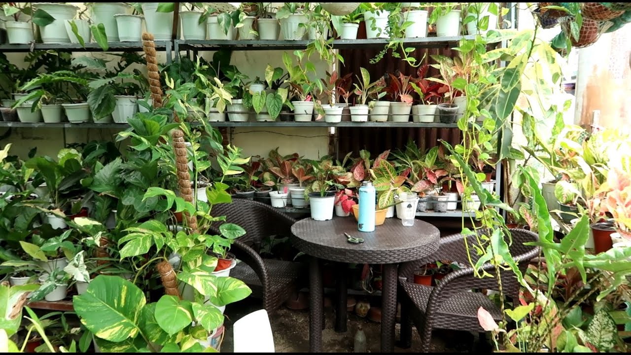 GUMAWA AKO TAMBAYAN SA GARDEN + FEW POTS OF PLANTS FOR SALE TODAY ...