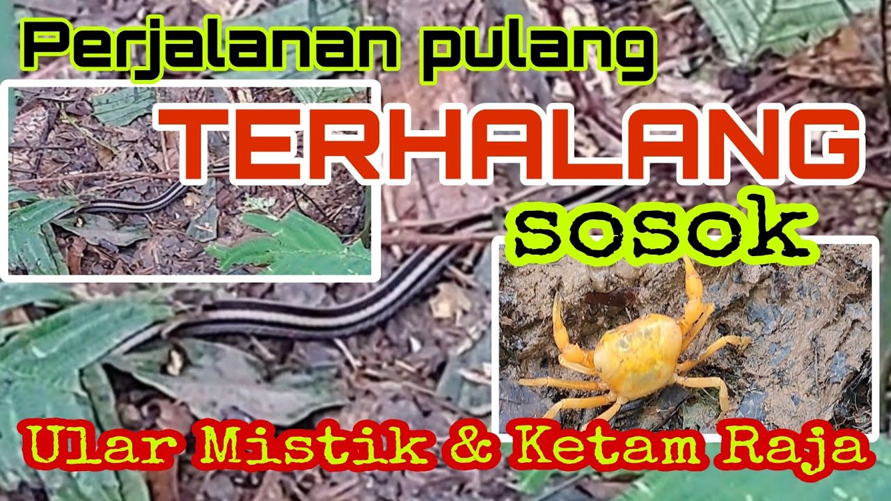 Dihalang sosok ULAR dan KETAM RAJA - YouTube