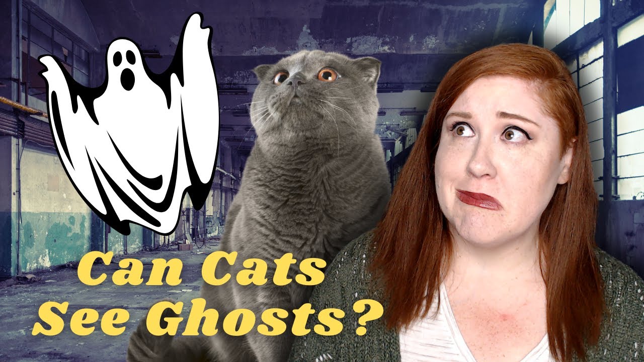 Can Cats Sense Ghosts, Spirits and Demons? | Animals Are More Sensitive ...