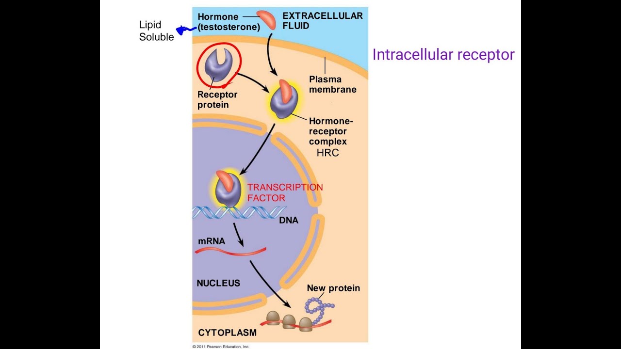 17- Cell biology : Cell signaling : Intracellular receptors ...