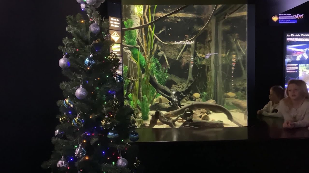 Electric Eel Lights Up Christmas Tree - YouTube
