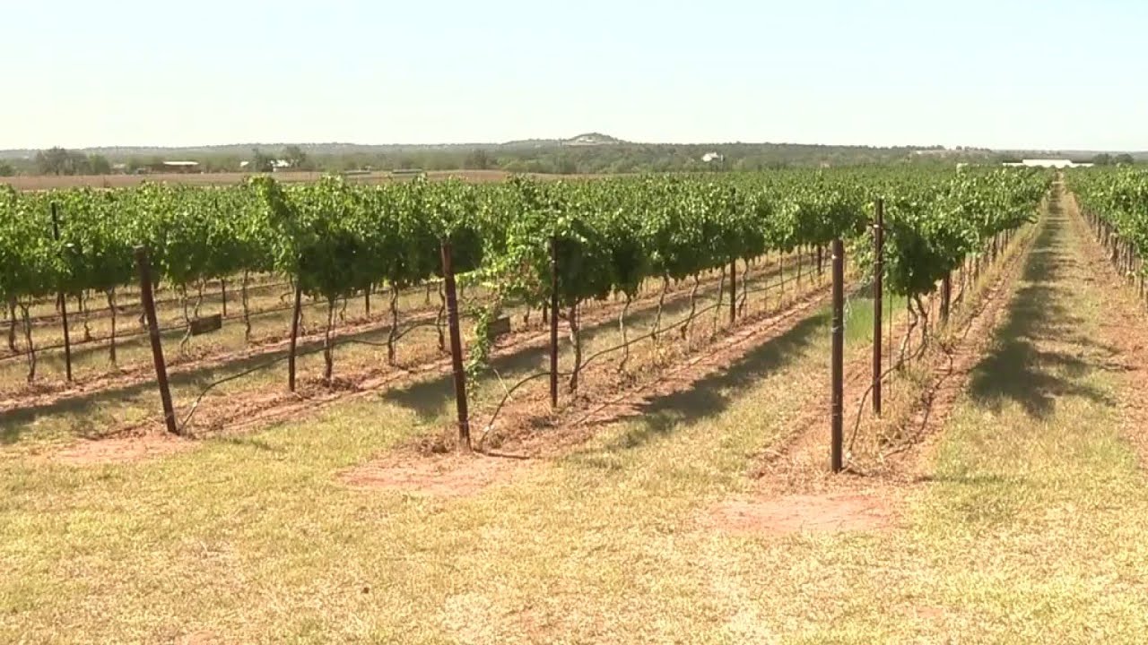 Shaded grapes and underground cellars: How some Hill Country wineries ...