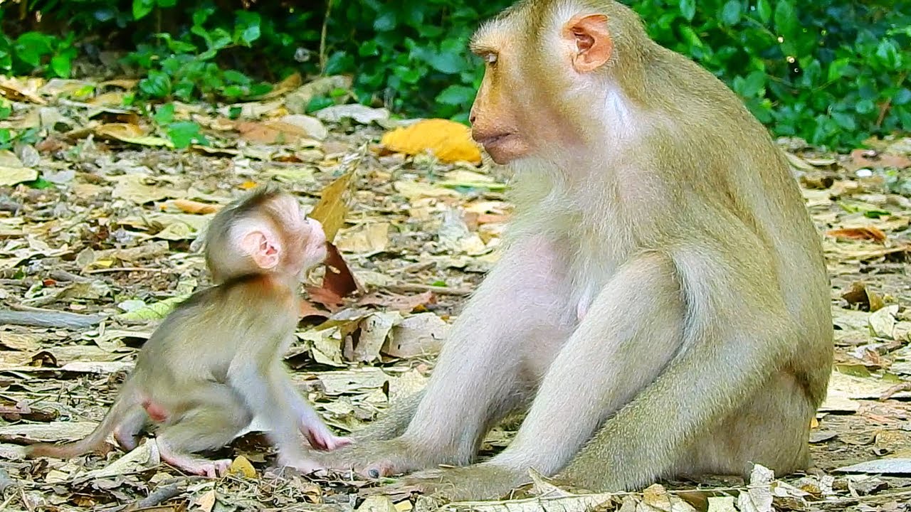 Very brave newborn baby monkey lip-talking mom for asking learning walk by herself - YouTube