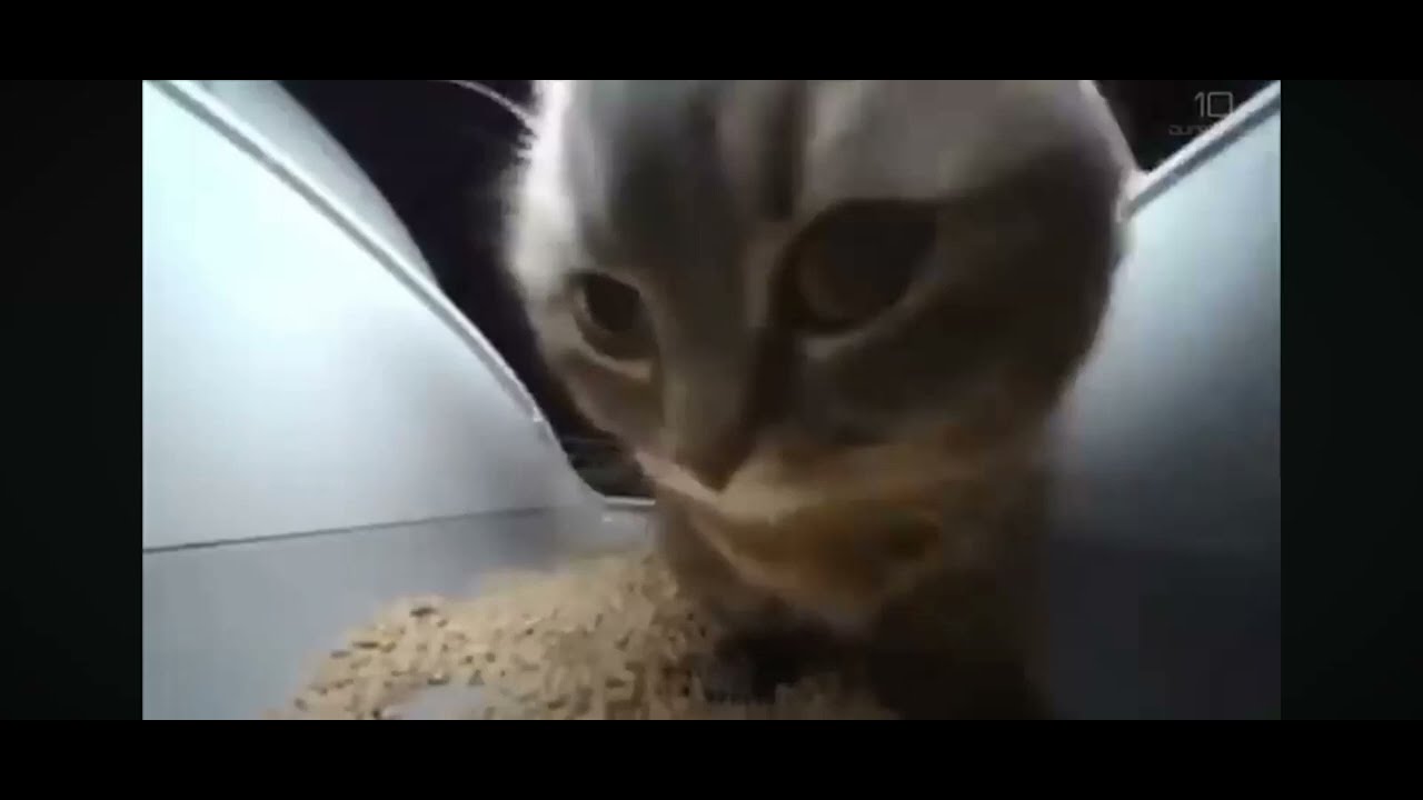 10SecondMovies︱10Seconds Of Chipi Chipi Chapa Chapa Cat - YouTube