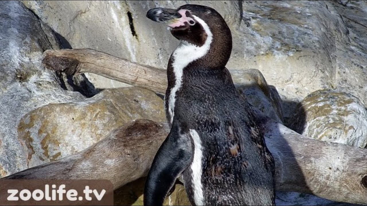 Live Penguin Cam | Santa Barbara Zoo - YouTube