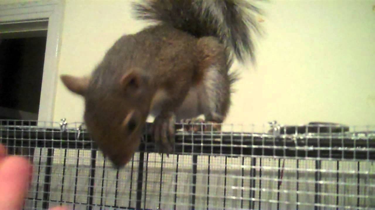 my pet grey squirrel Brennan - YouTube