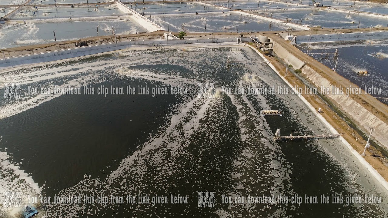 shrimp farming in indonesia - YouTube
