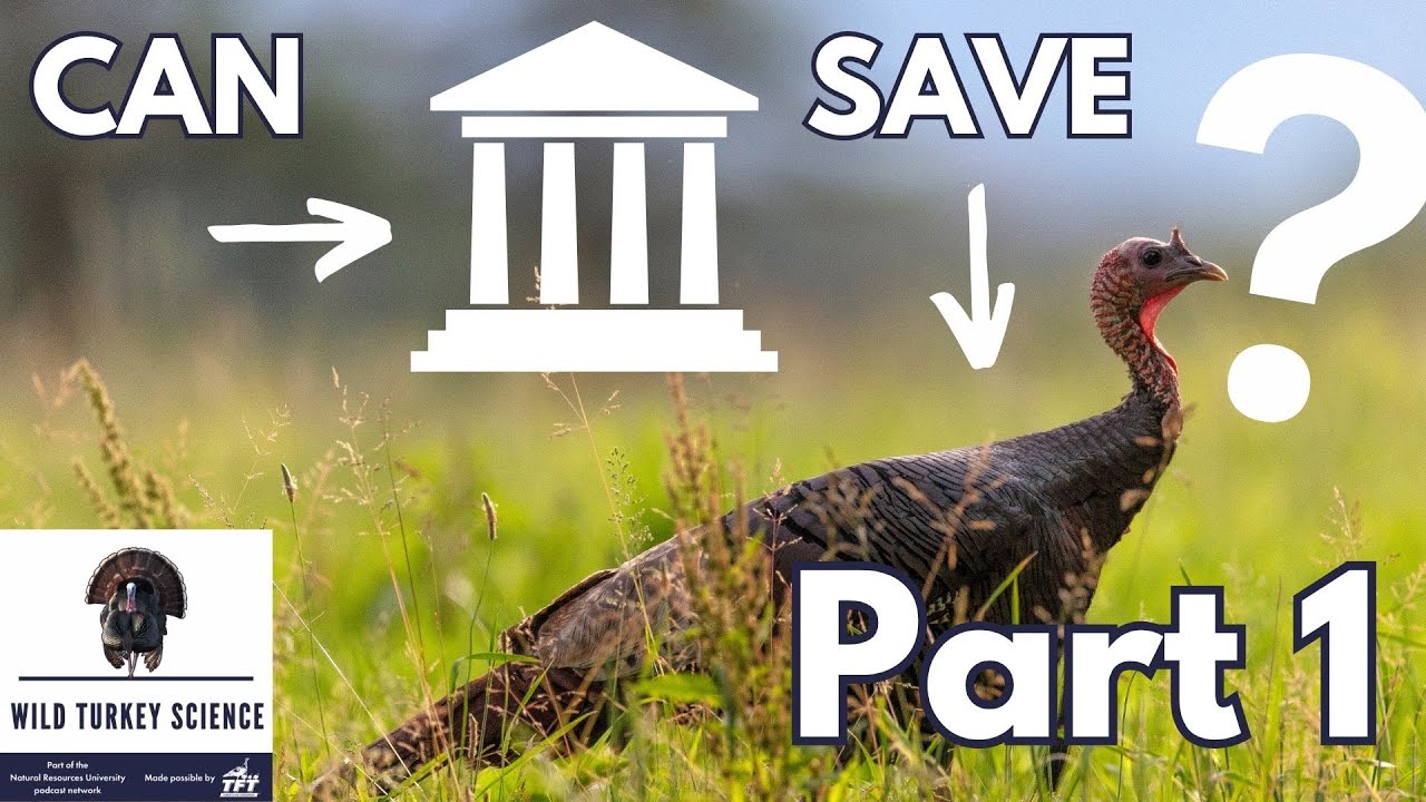Can conservation governance save turkeys? (Part 1/2) | Ep 43 - YouTube