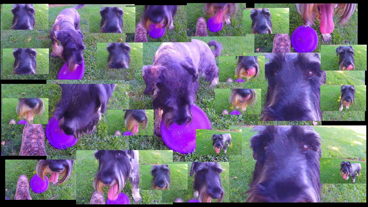 EPISODE 0008 2021 PLAYING WITH KOOKY ZOOOKE SHOW MY NABORS DOG TEACHING ...