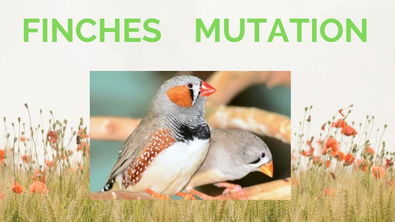 Society Finch Mutations