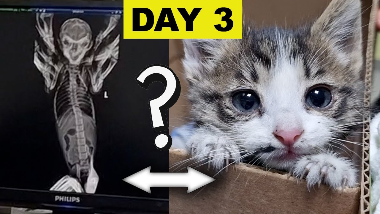Our Kitten Is An Alien ?? DAY 3 - YouTube