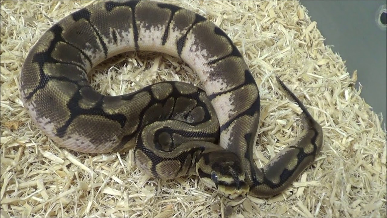 2018 Female Spider Scaleless Head Ball Python - YouTube