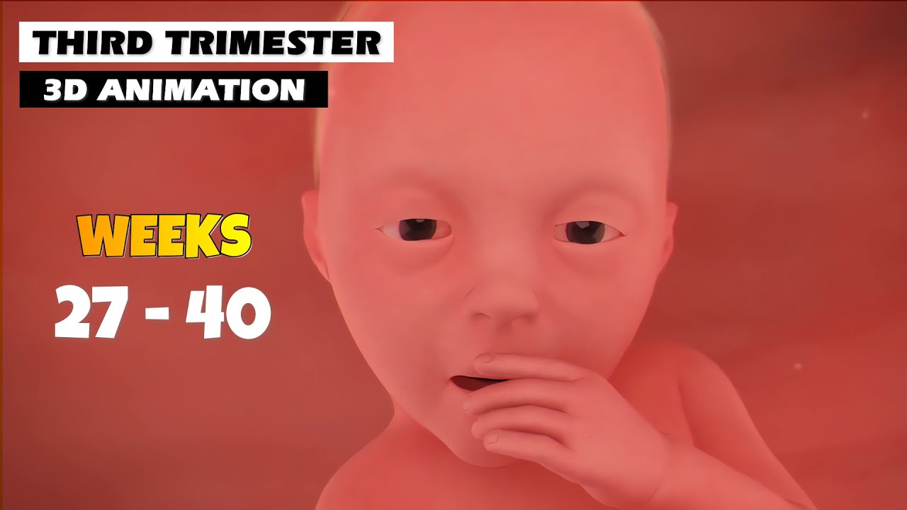 Third Trimester - Pregnancy Journey | 3D Animation - YouTube