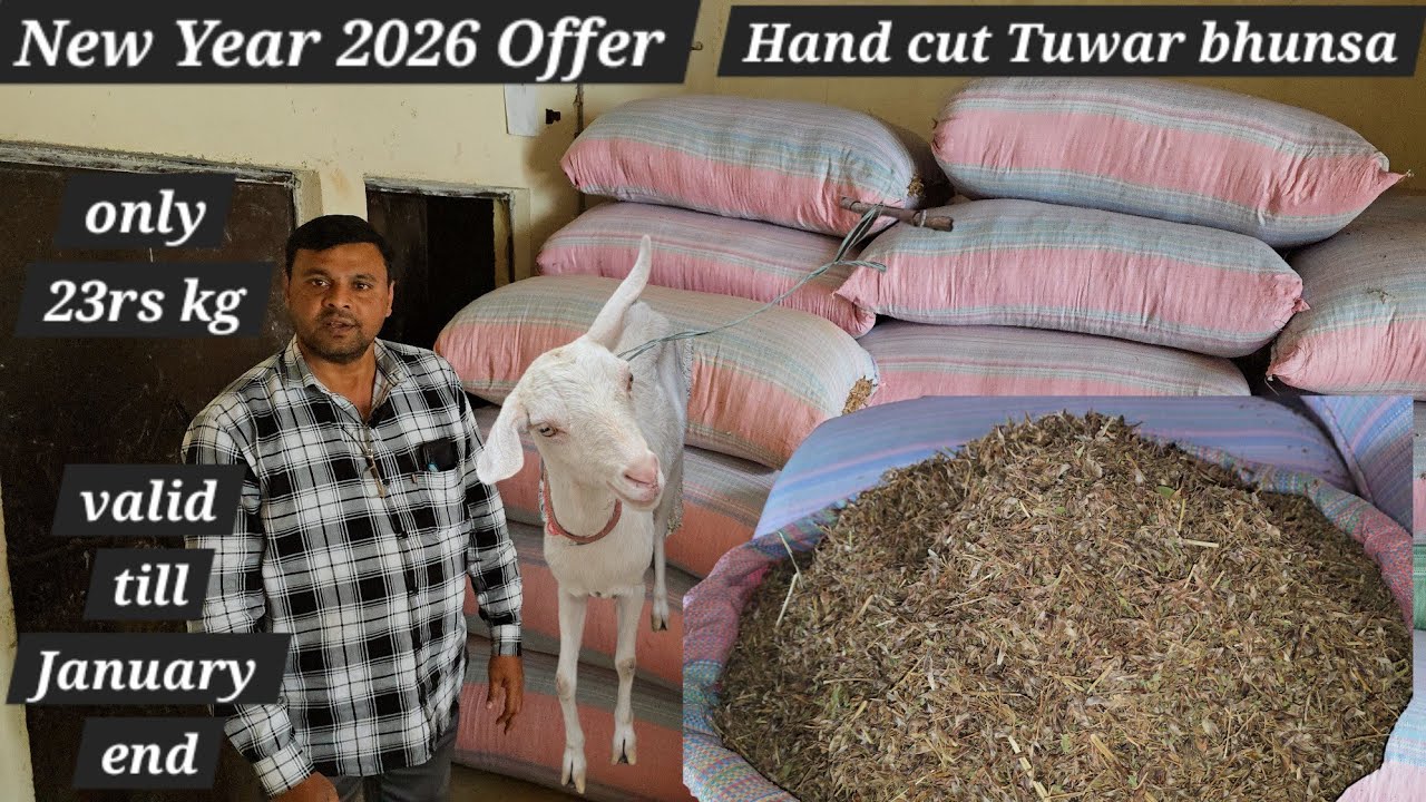 1 January 2026 1st video Hand cut Tuwar bhunsa available in new year ...
