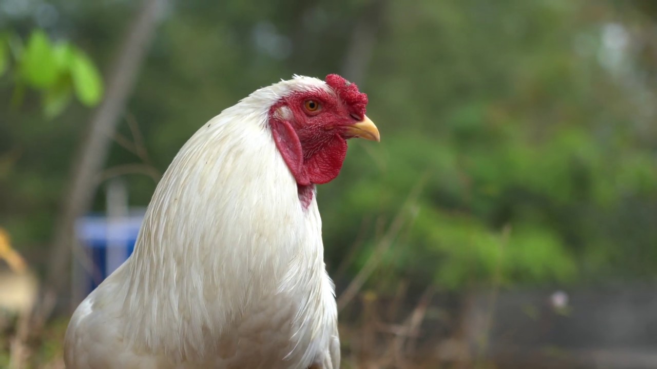 Free Stock Video in 4K - White Indian Rooster | REES STUDIOS - YouTube