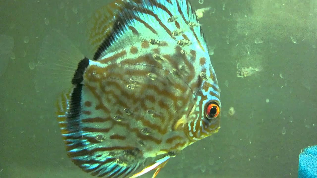 Blue Turquoise Discus Fish Fry- 2 Weeks Old HD - YouTube