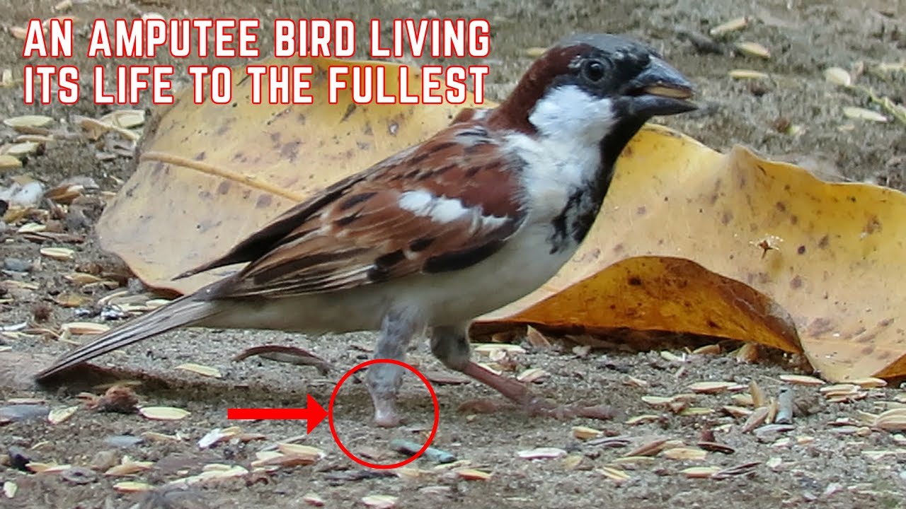 An amputee bird goes against all odds to live a normal life - YouTube