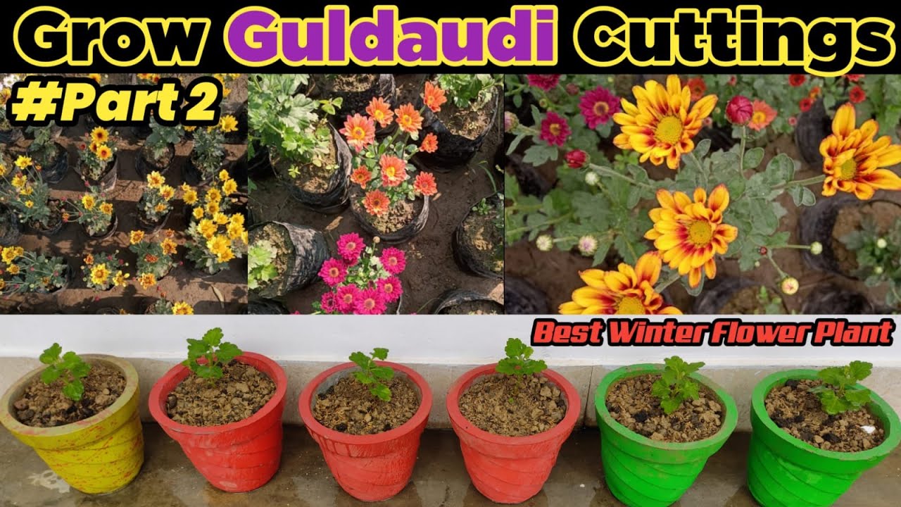 How To Grow Guldaudi plant | Grow Chrysanthemum Cuttings in Monsoon ...