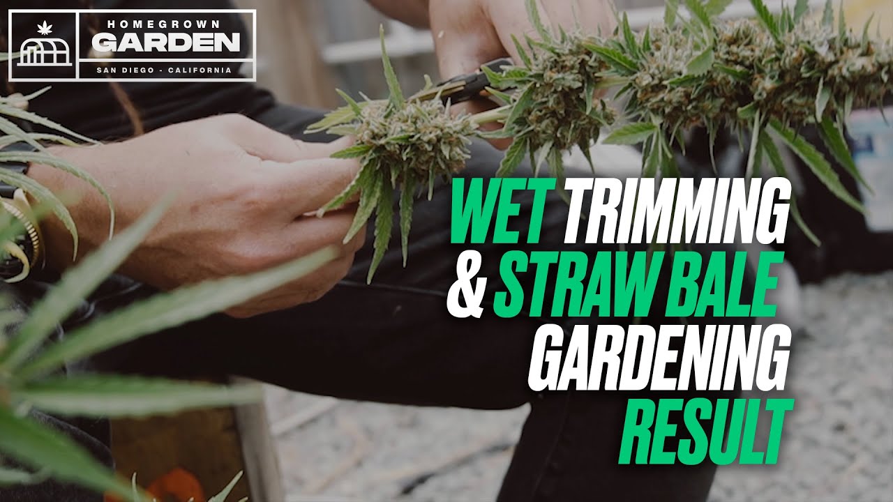 INCREDIBLE RESULTS from the BARE MINIMUM GROW SETUP - Growing Weed in a Straw Bale | Part 3 ...