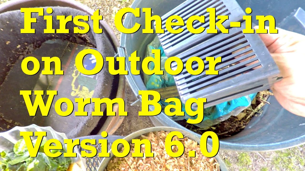 1st check-in on 15-day outdoor worm bag v6 & recruiting more volunteers ...