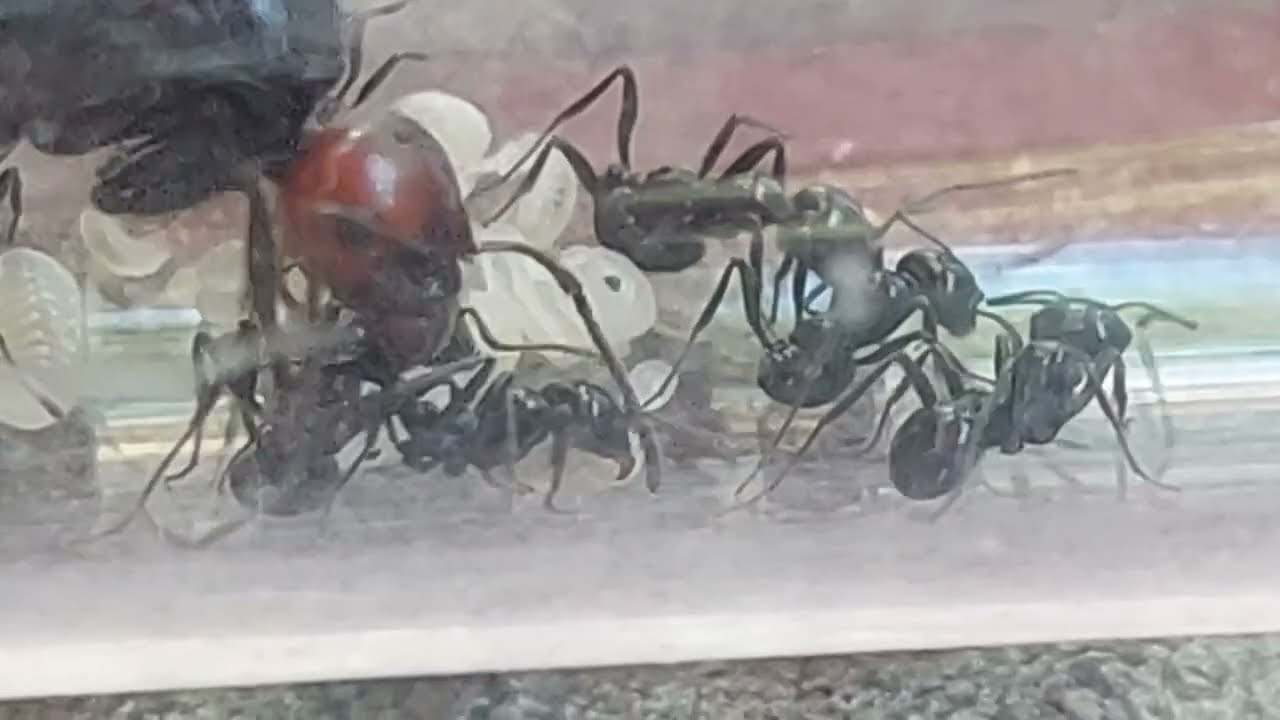 Messor angularis (Kenya) 14.08.2022 - YouTube